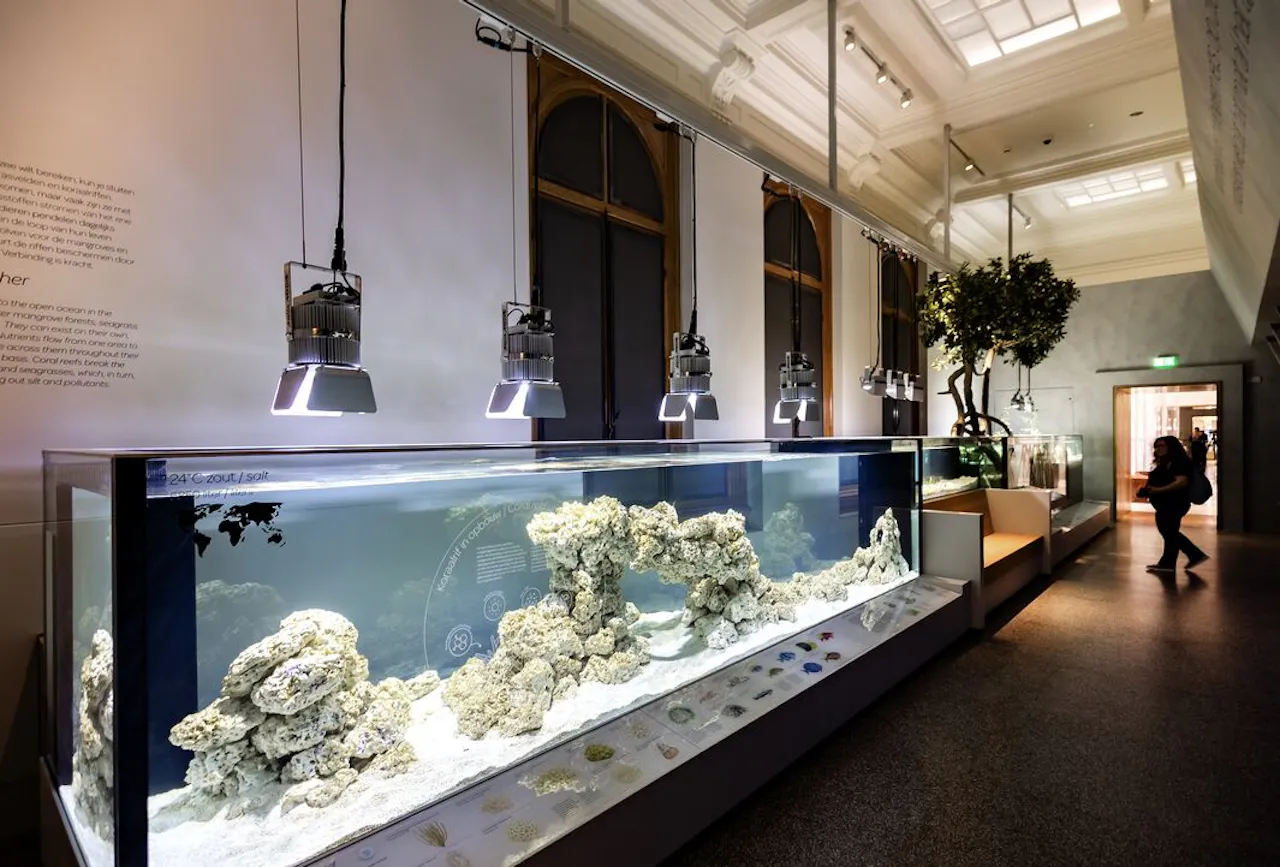 Artis vernieuwt aquarium met schenkingen van grote vissen