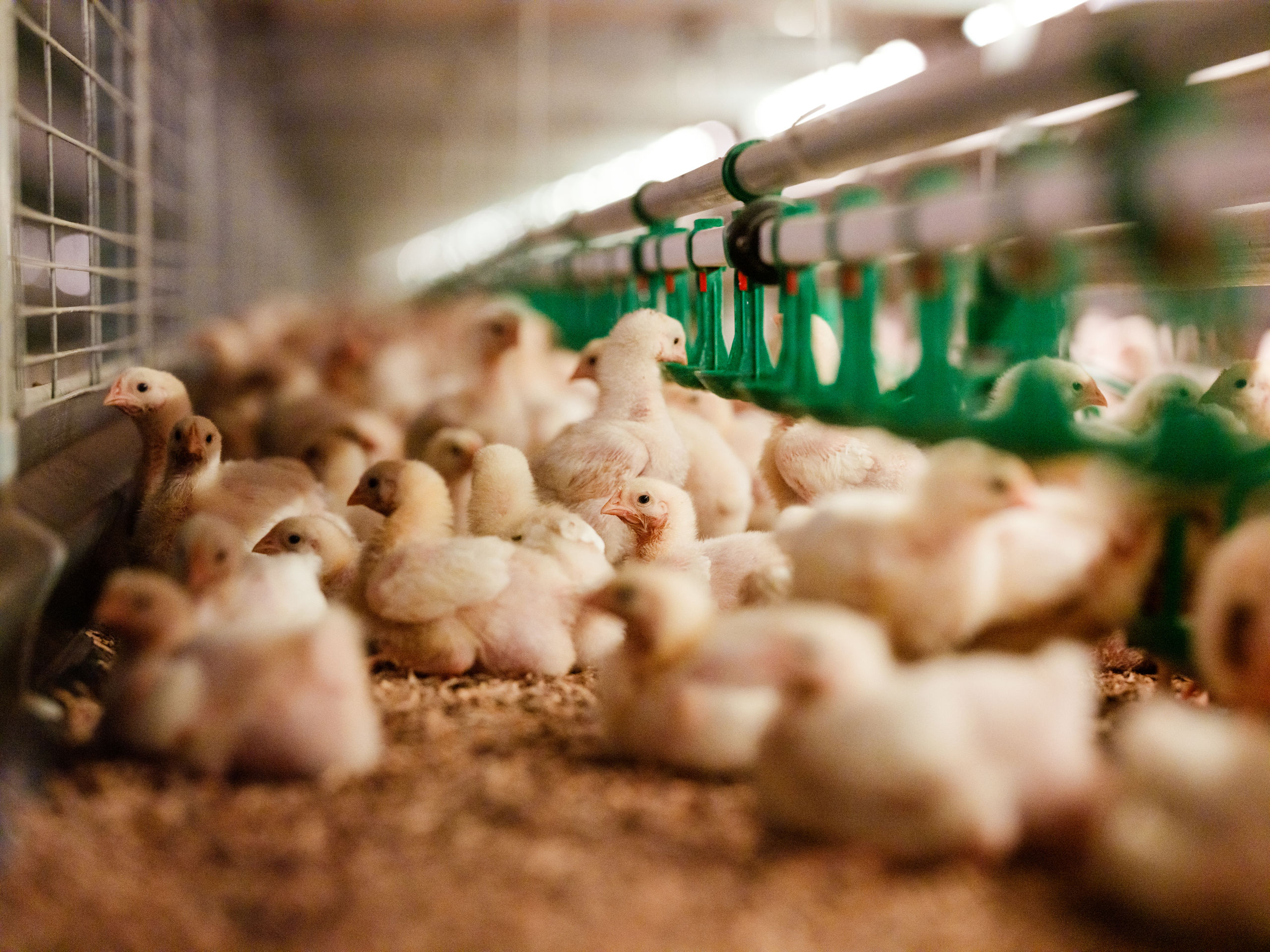 Limburgse gigastal is 'Remkes-proof'