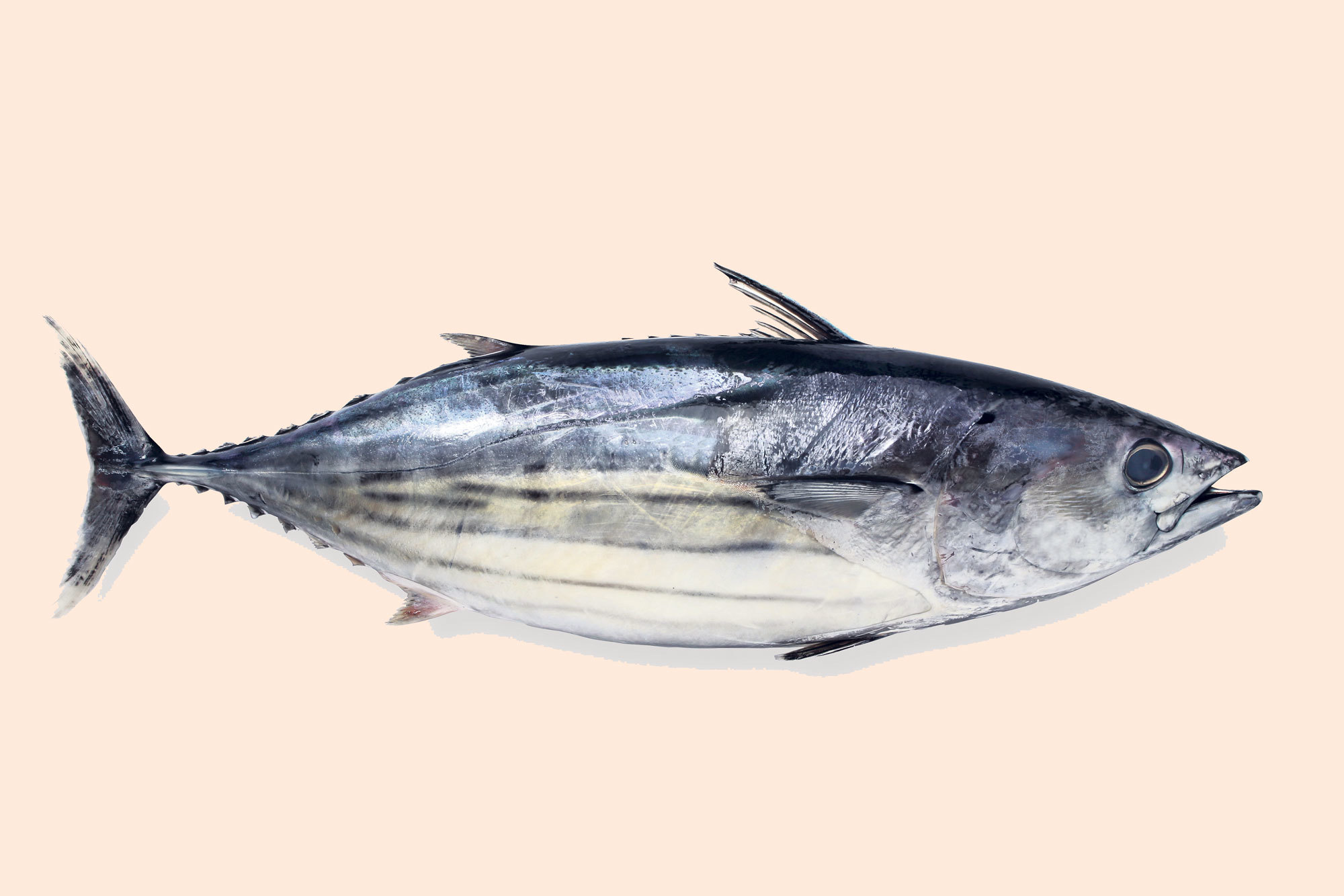 Hoe duurzaam is de tonijn op je bord?