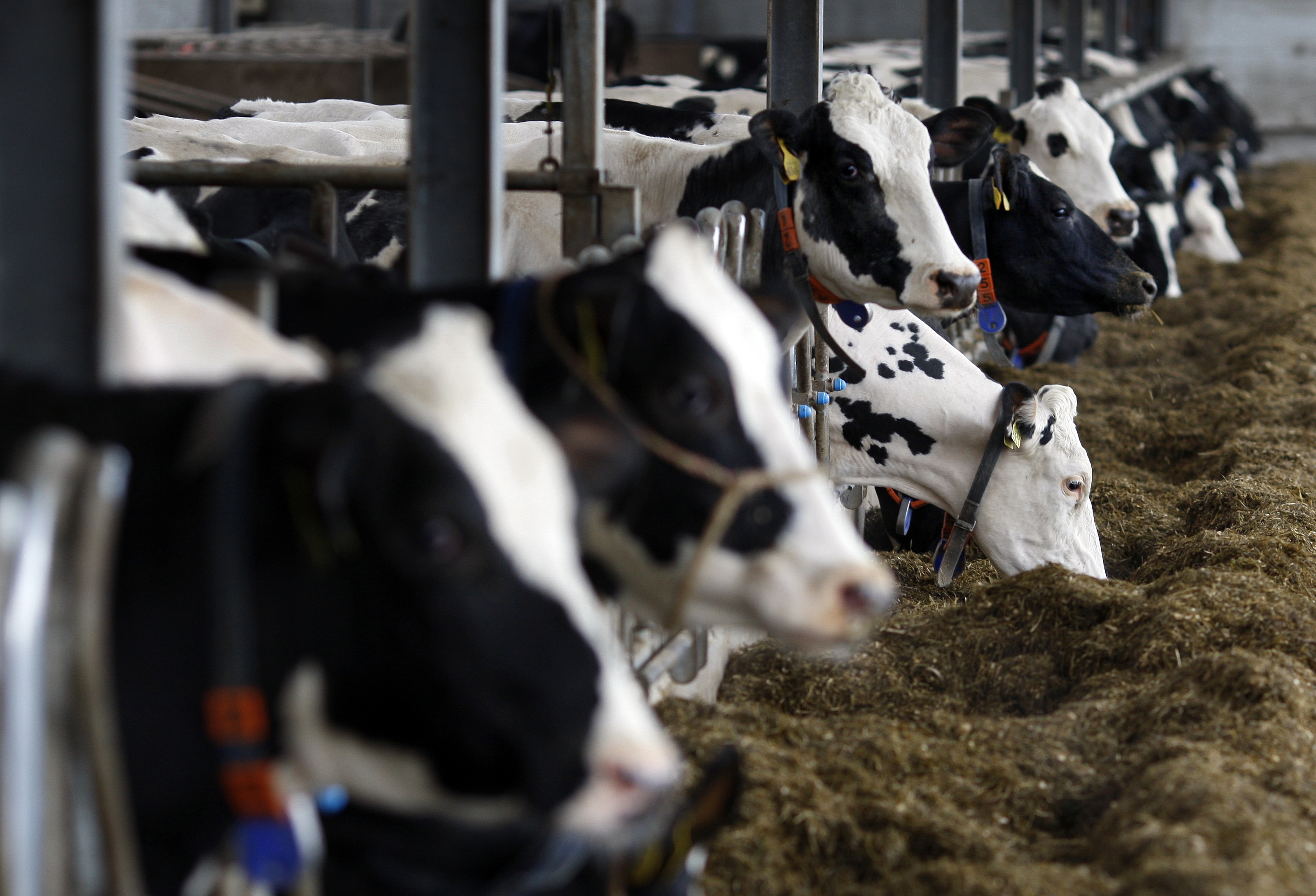 Meer Duitse boeren met besmet veevoer