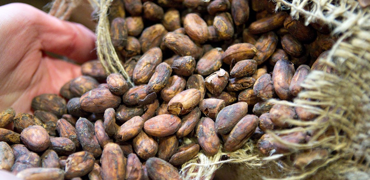 'Voor cacaoboer is een eerlijke prijs het beste groeimiddel'