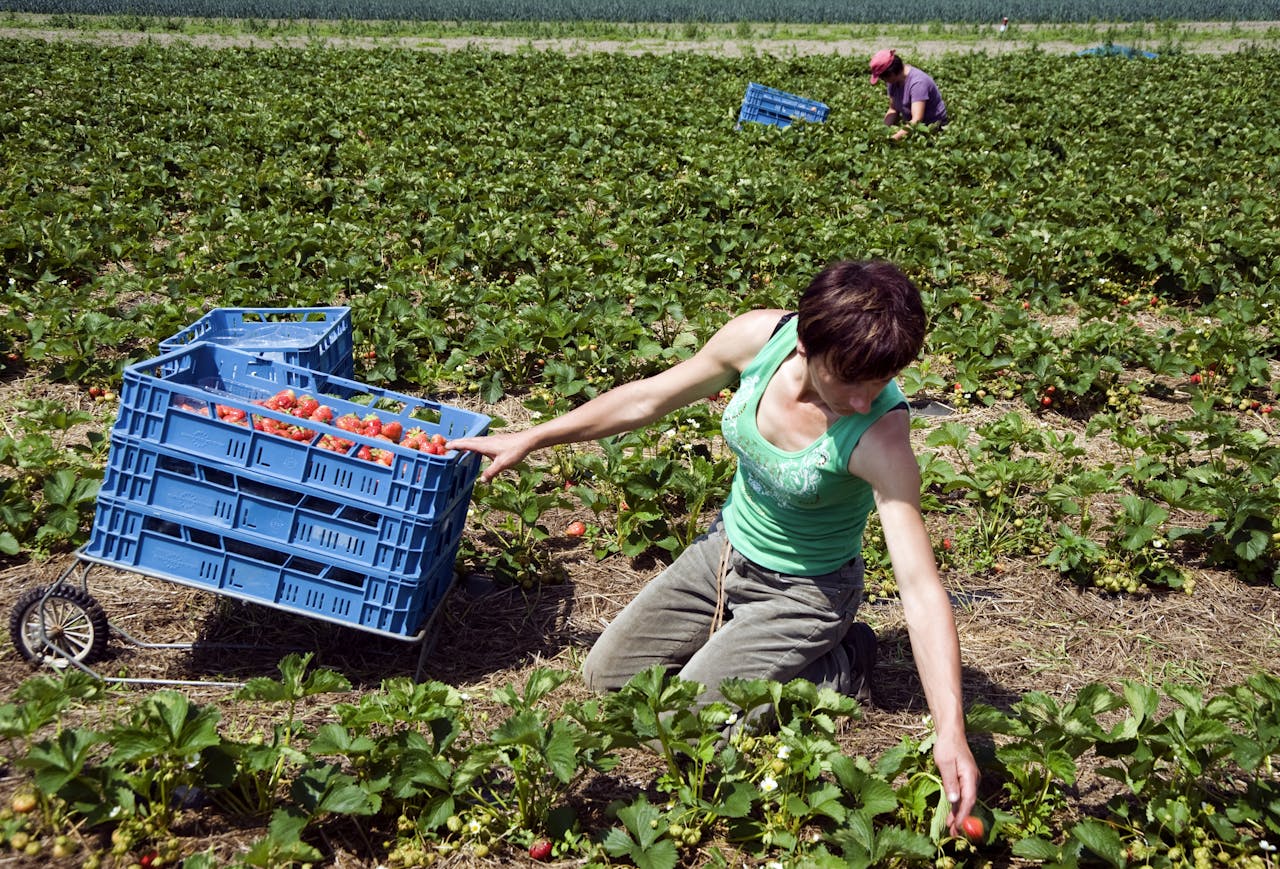 Tuinbouw profiteert sterk van 'Europa'