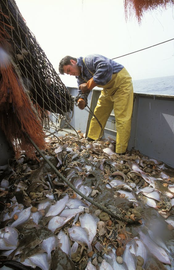 Platvisvisserij gaat bijvangst met ruim een derde terugbrengen