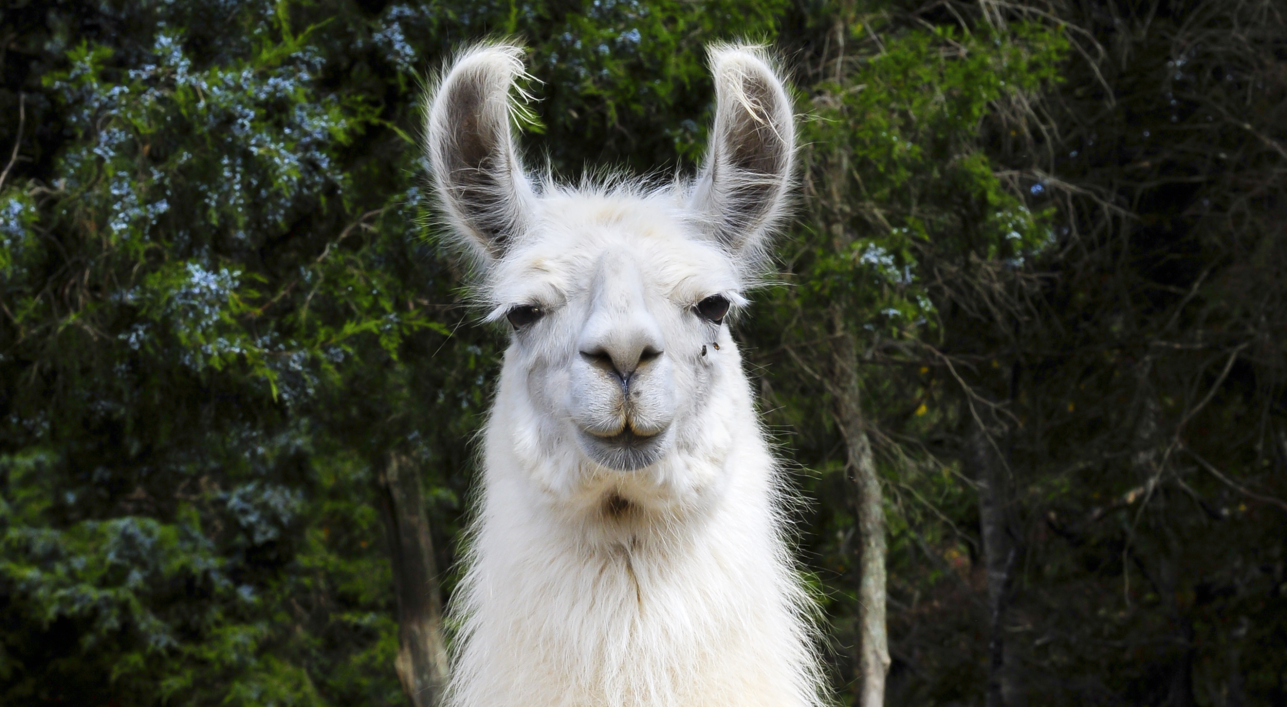 De lama als medicijn